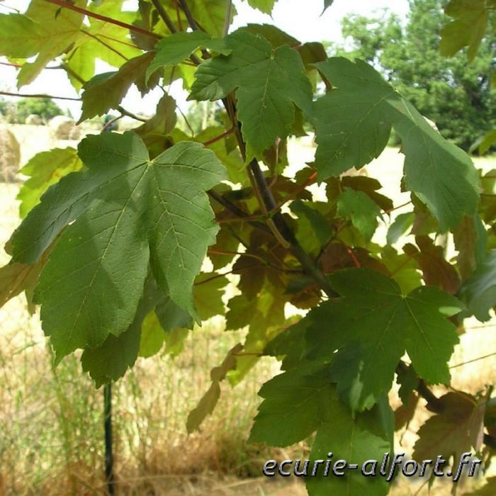 Erables sycomores - Ecurie Al-Fort